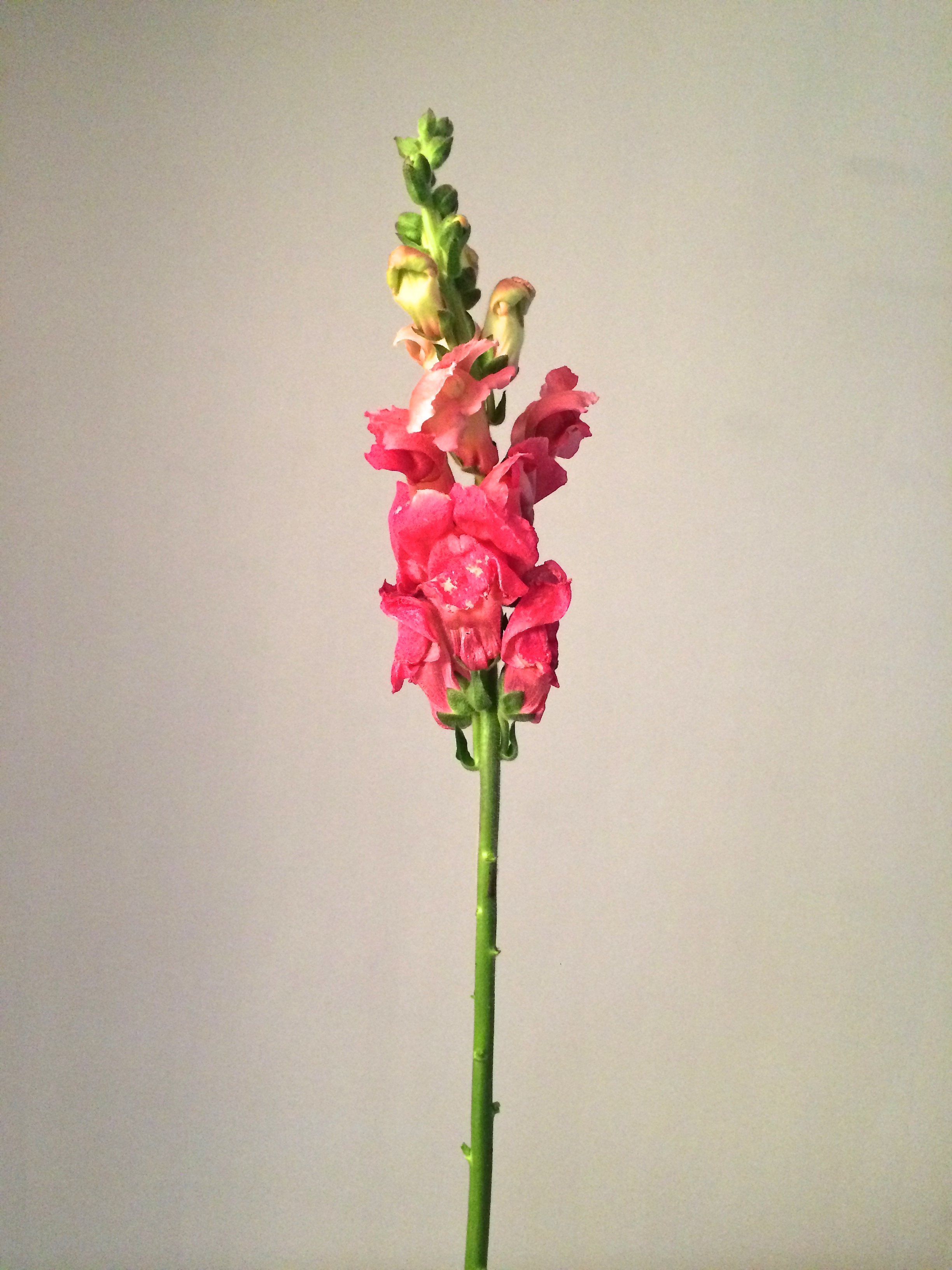 Floral Arranging 101 With: Elaine Burns | SCISSORS & SAGE