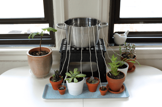DIY Self-Watering System for Houseplants | SCISSORS & SAGE